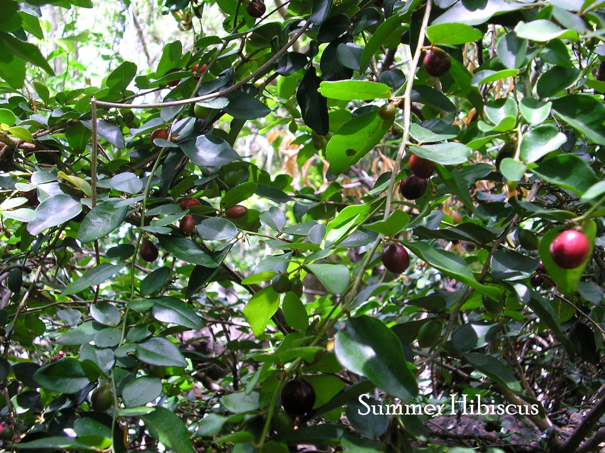 Triphasia trifolia CITRUS LIMEBERRY FRUIT TREE | SUMMER HIBISCUS
