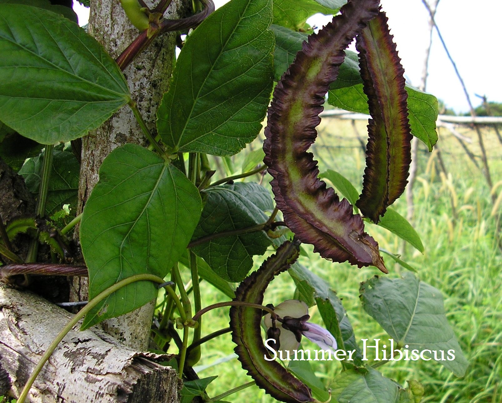 Psophocarpus tetragonolobus WINGED BEAN VEGETABLE | SUMMER HIBISCUS