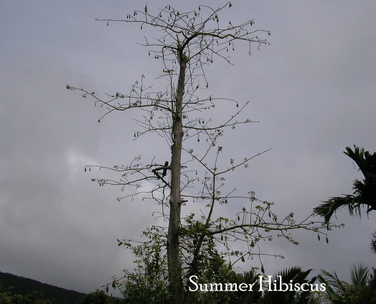 Ceiba pentandra SILK COTTON TREE | SUMMER HIBISCUS