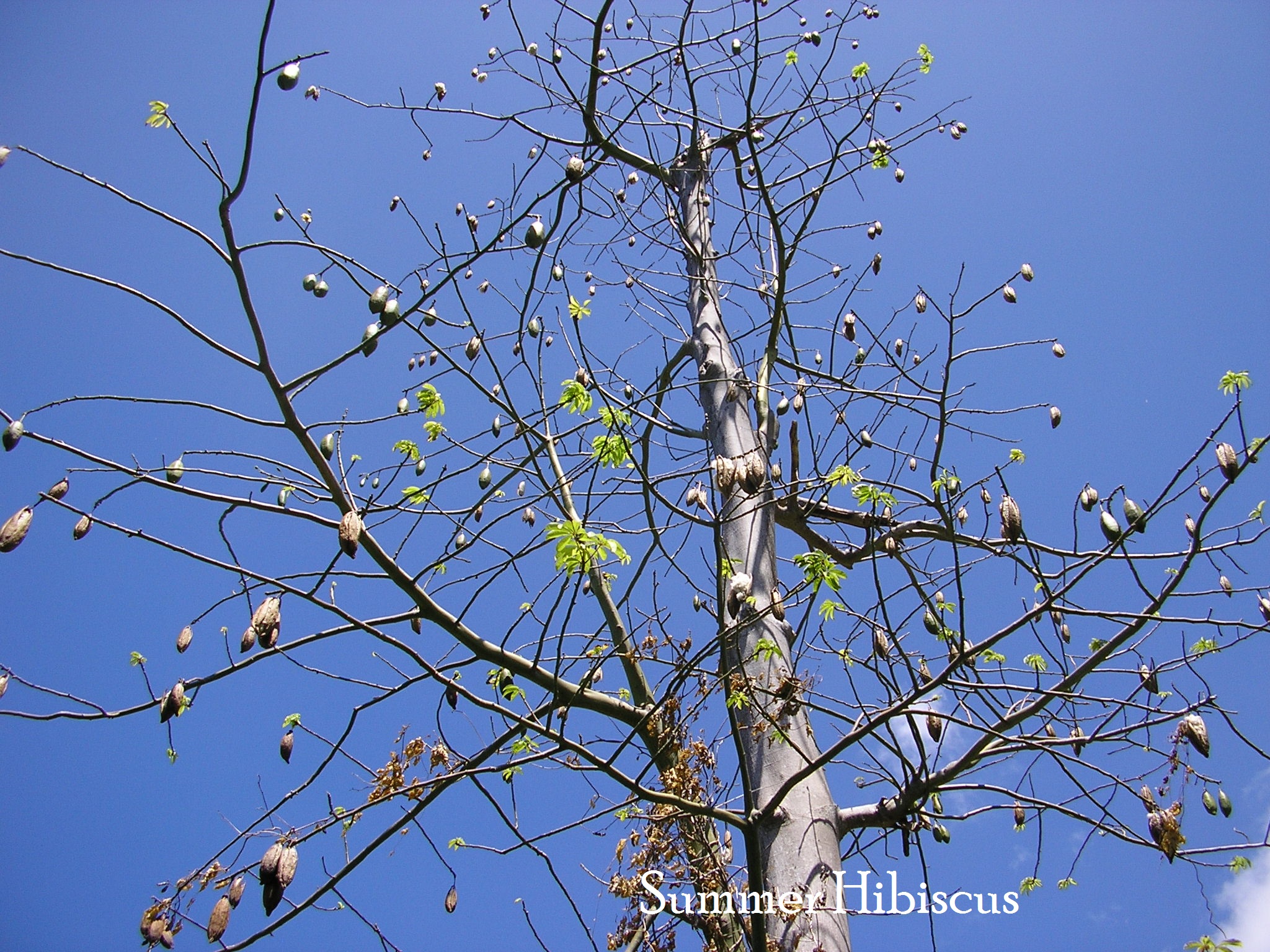 Ceiba pentandra SILK COTTON TREE | SUMMER HIBISCUS