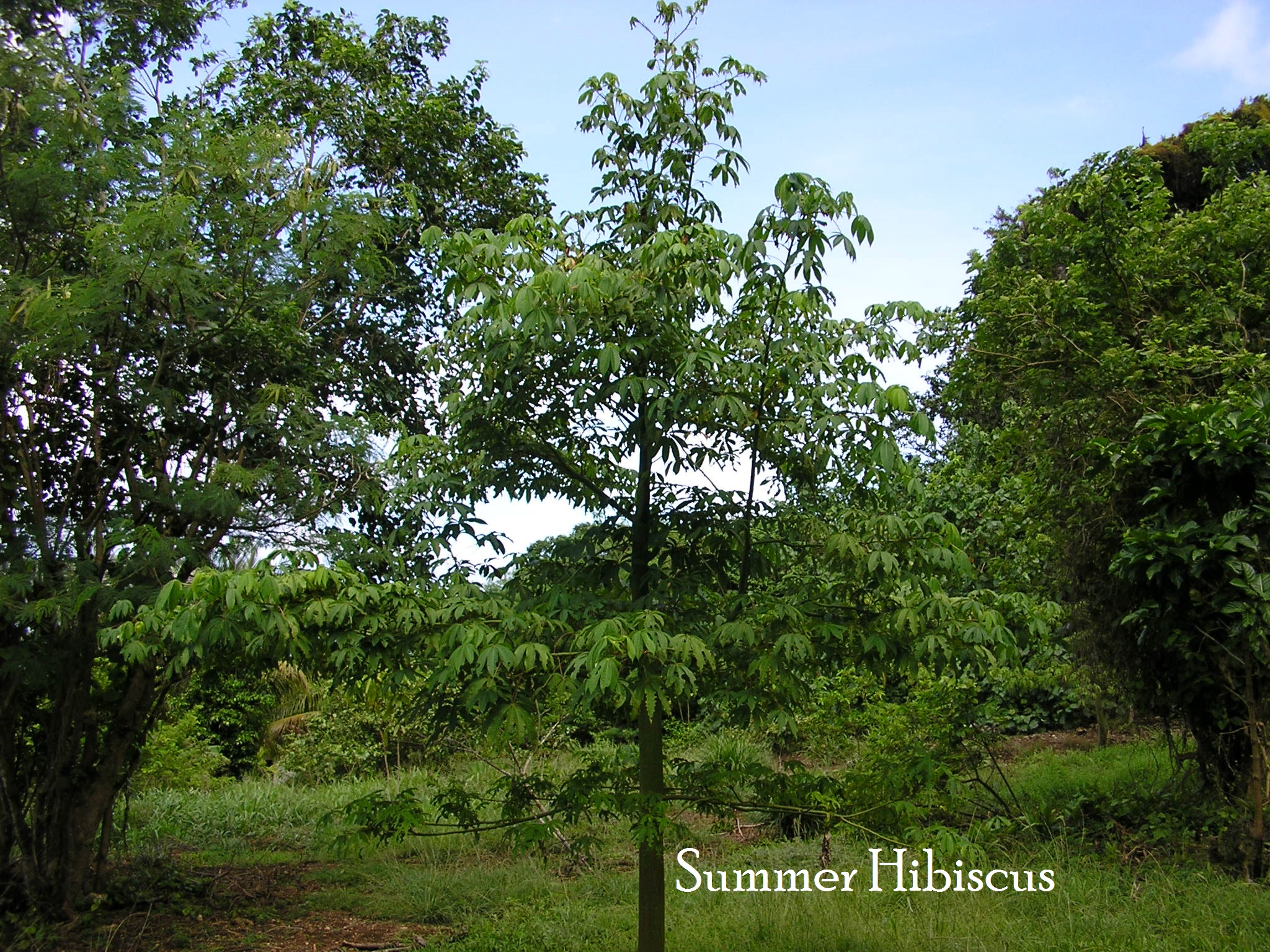 Ceiba pentandra SILK COTTON TREE | SUMMER HIBISCUS