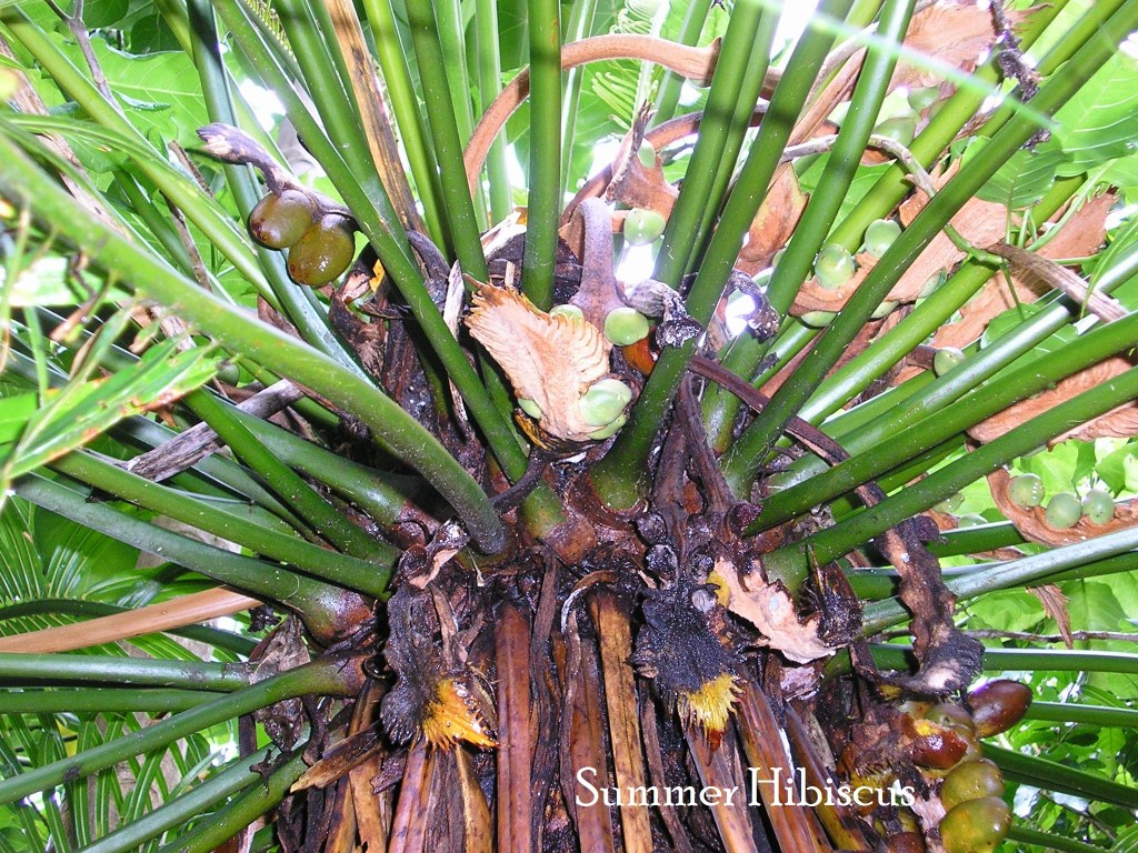Cycas micronesica FERN PALM CYCAD | SUMMER HIBISCUS