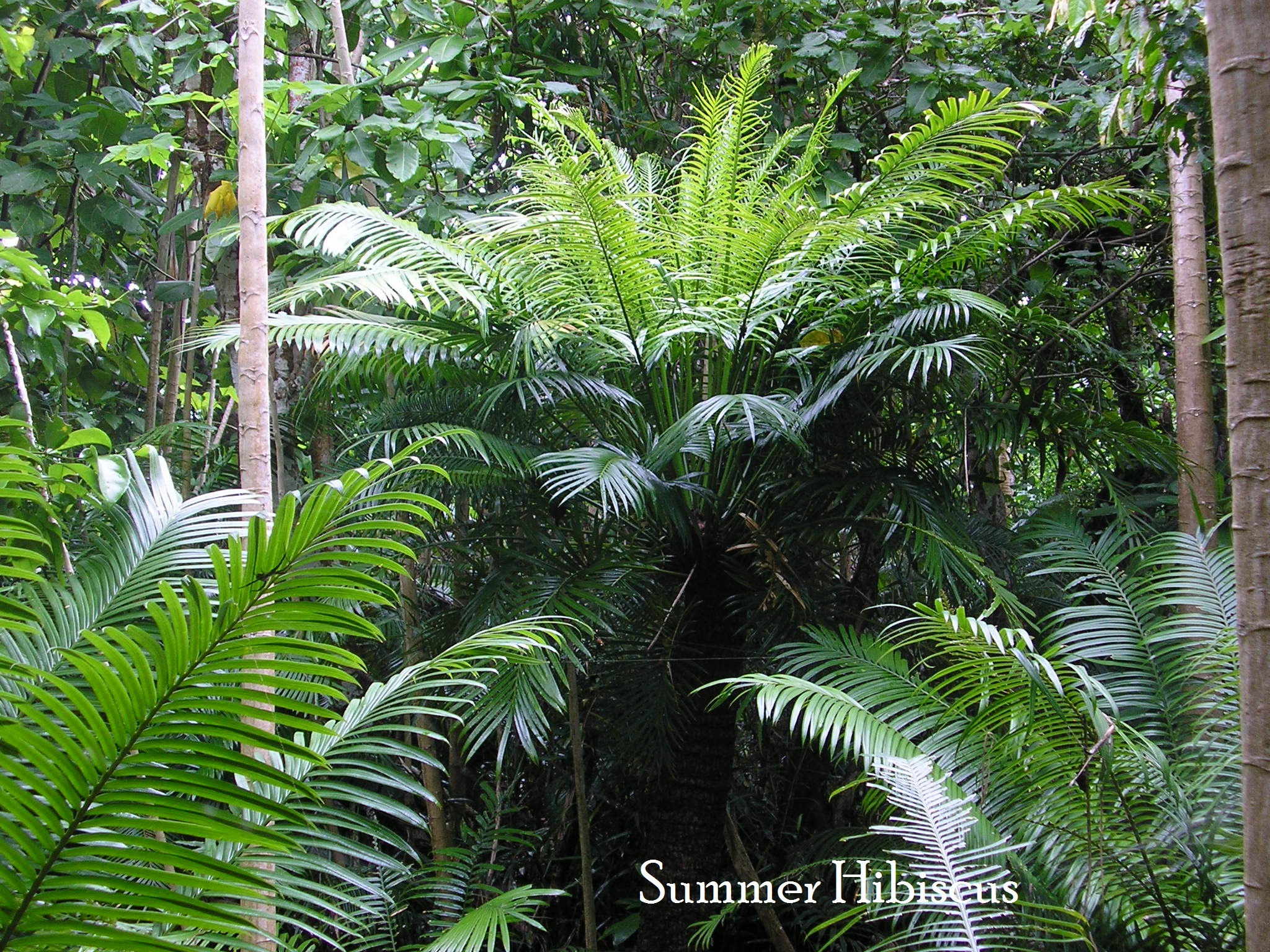 Cycas micronesica FERN PALM CYCAD | SUMMER HIBISCUS
