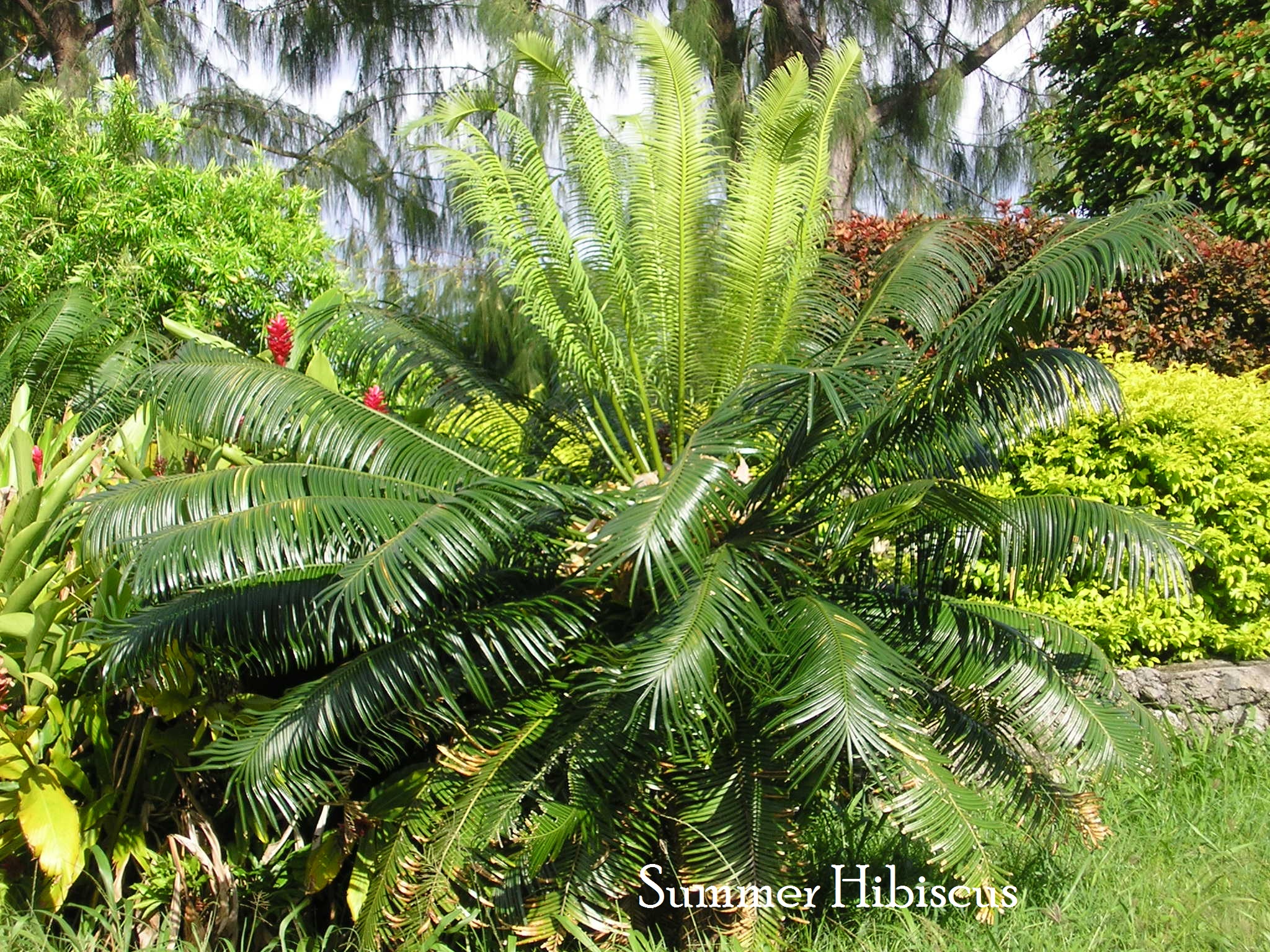 Cycas micronesica FERN PALM CYCAD | SUMMER HIBISCUS