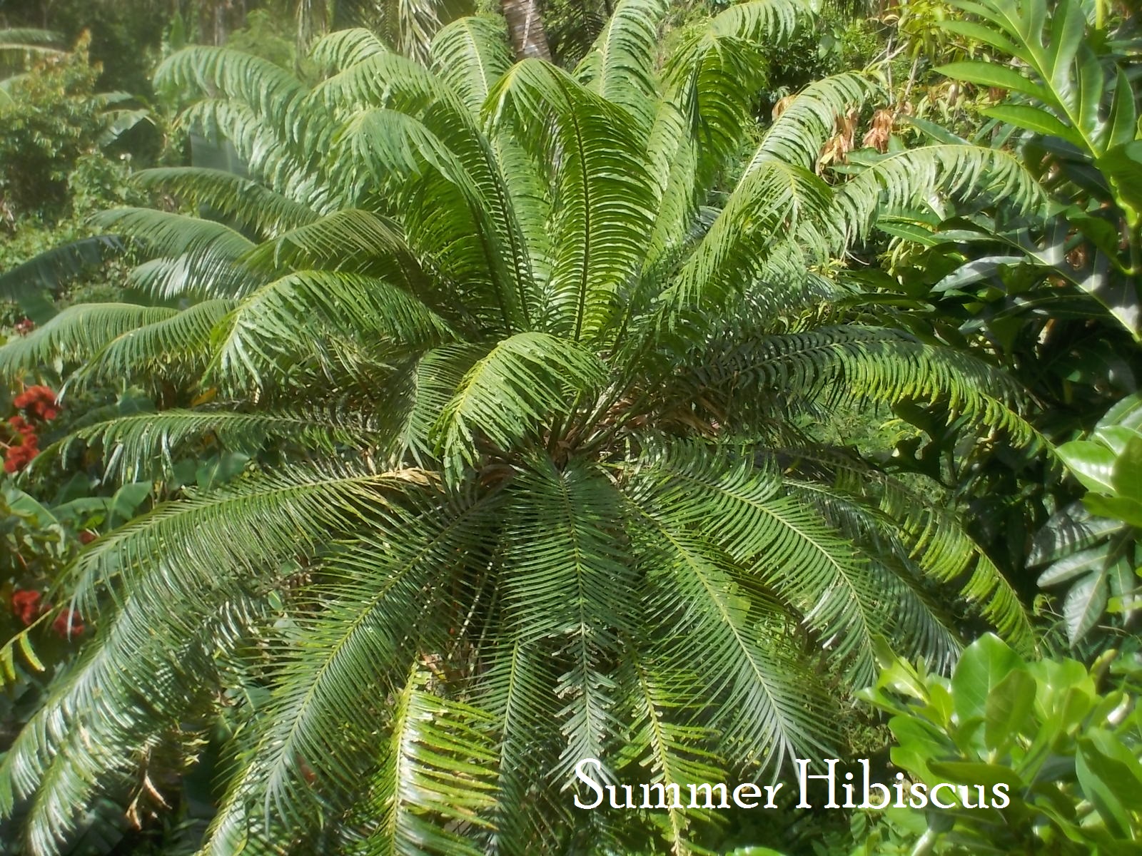 Cycas micronesica FERN PALM CYCAD | SUMMER HIBISCUS