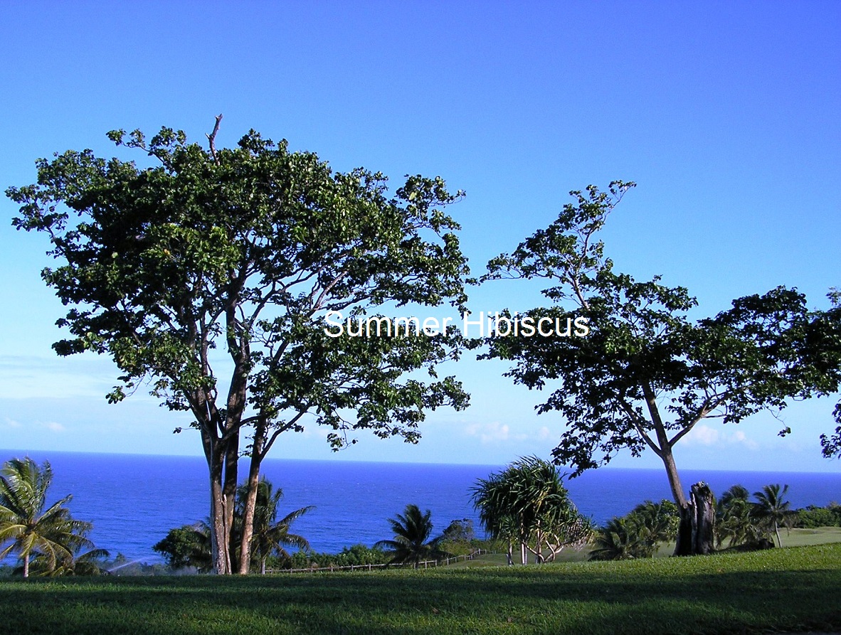 Intsia bijuga MERBAU TREE RARE | SUMMER HIBISCUS