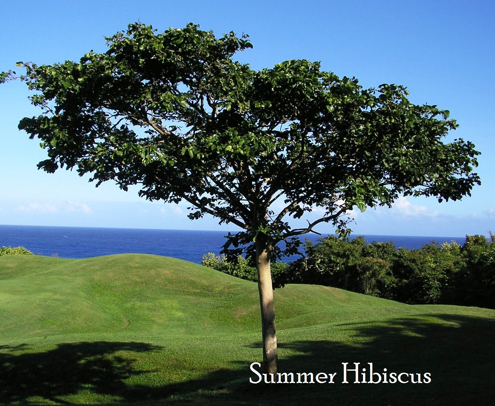Intsia bijuga MERBAU TREE RARE | SUMMER HIBISCUS