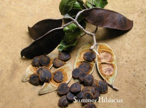 Intsia bijuga MERBAU TREE RARE | SUMMER HIBISCUS