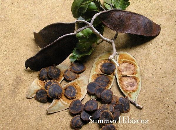 Intsia bijuga MERBAU TREE RARE | SUMMER HIBISCUS