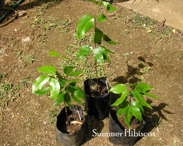 Intsia bijuga MERBAU TREE RARE | SUMMER HIBISCUS