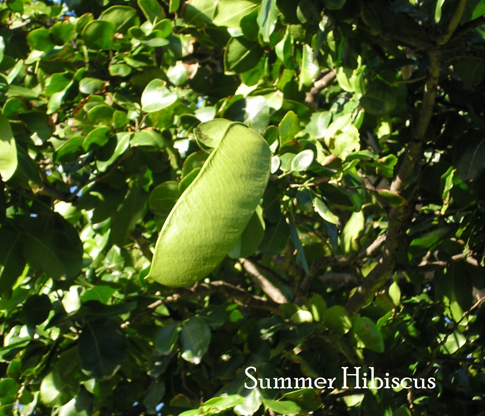 Intsia bijuga MERBAU TREE RARE | SUMMER HIBISCUS