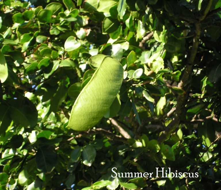 Intsia bijuga MERBAU TREE RARE | SUMMER HIBISCUS