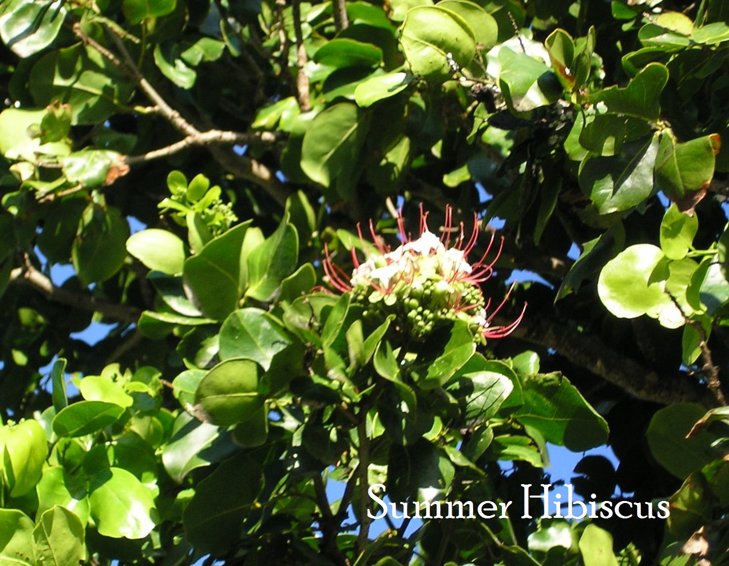 Intsia bijuga MERBAU TREE RARE | SUMMER HIBISCUS