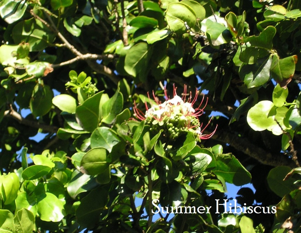 Intsia bijuga MERBAU TREE RARE | SUMMER HIBISCUS