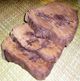 Intsia bijuga MERBAU TREE RARE | SUMMER HIBISCUS