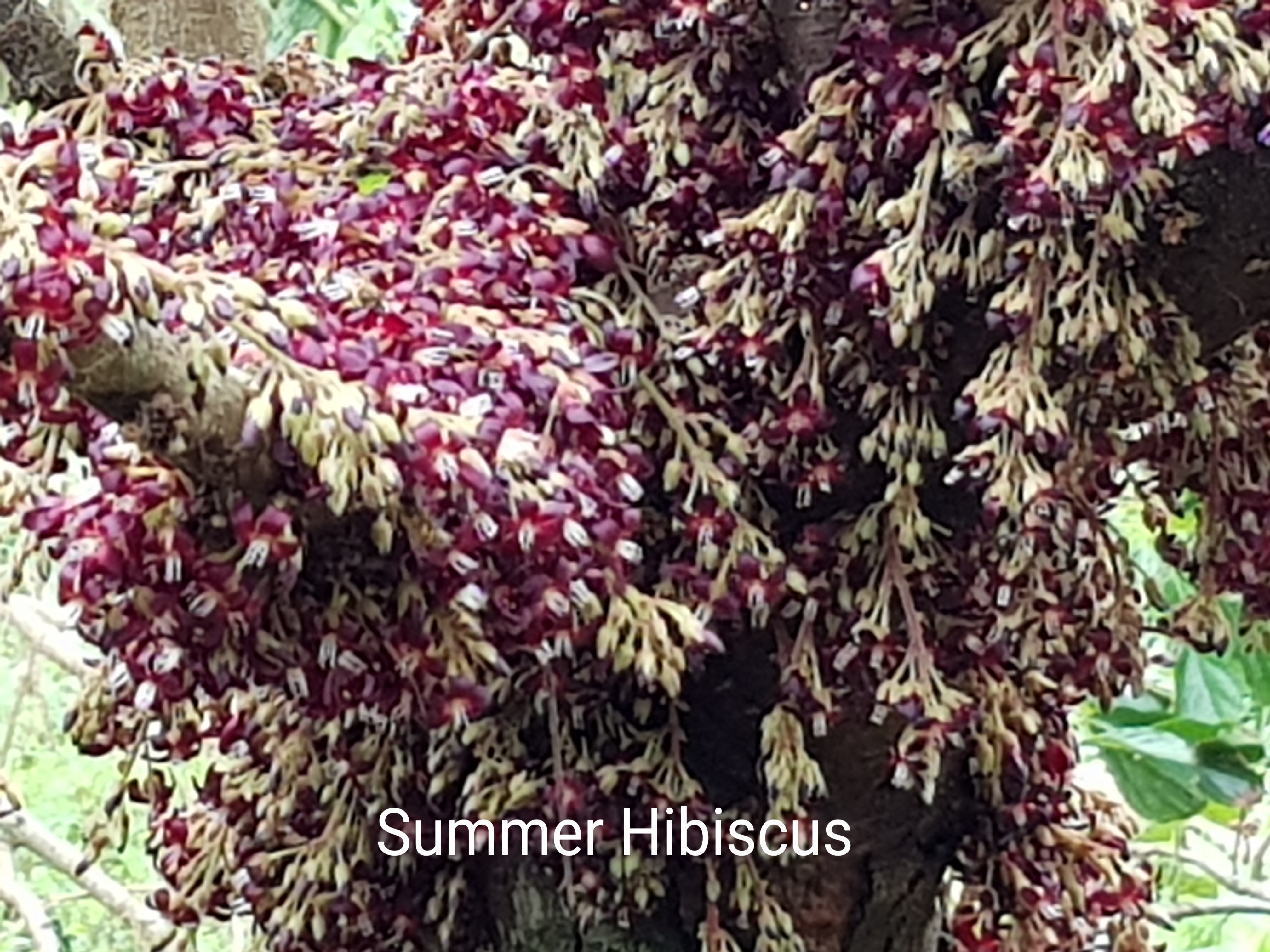 Averrhoa bilimbi PICKLE FRUIT TREE | SUMMER HIBISCUS