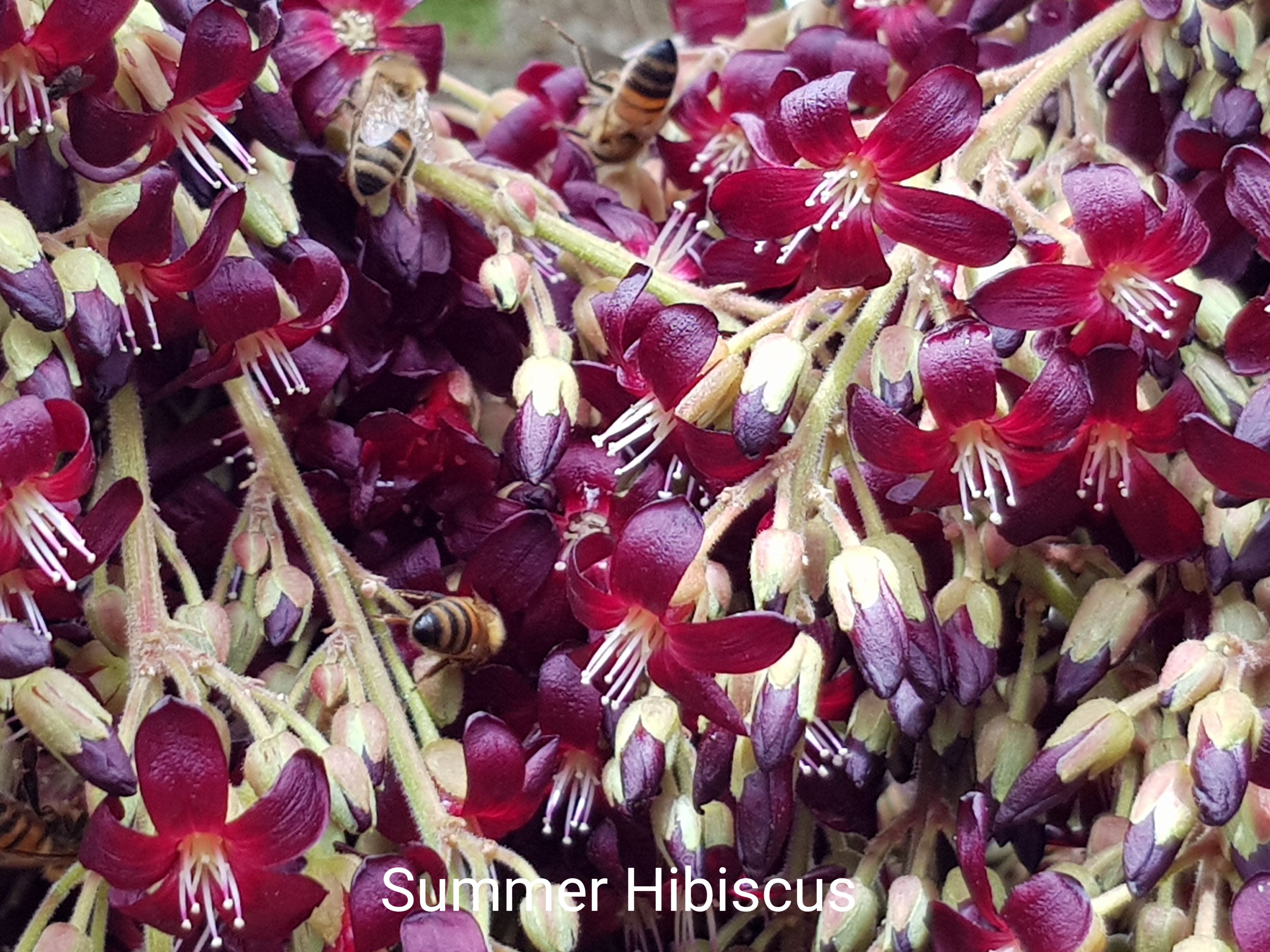 Averrhoa bilimbi PICKLE FRUIT TREE | SUMMER HIBISCUS