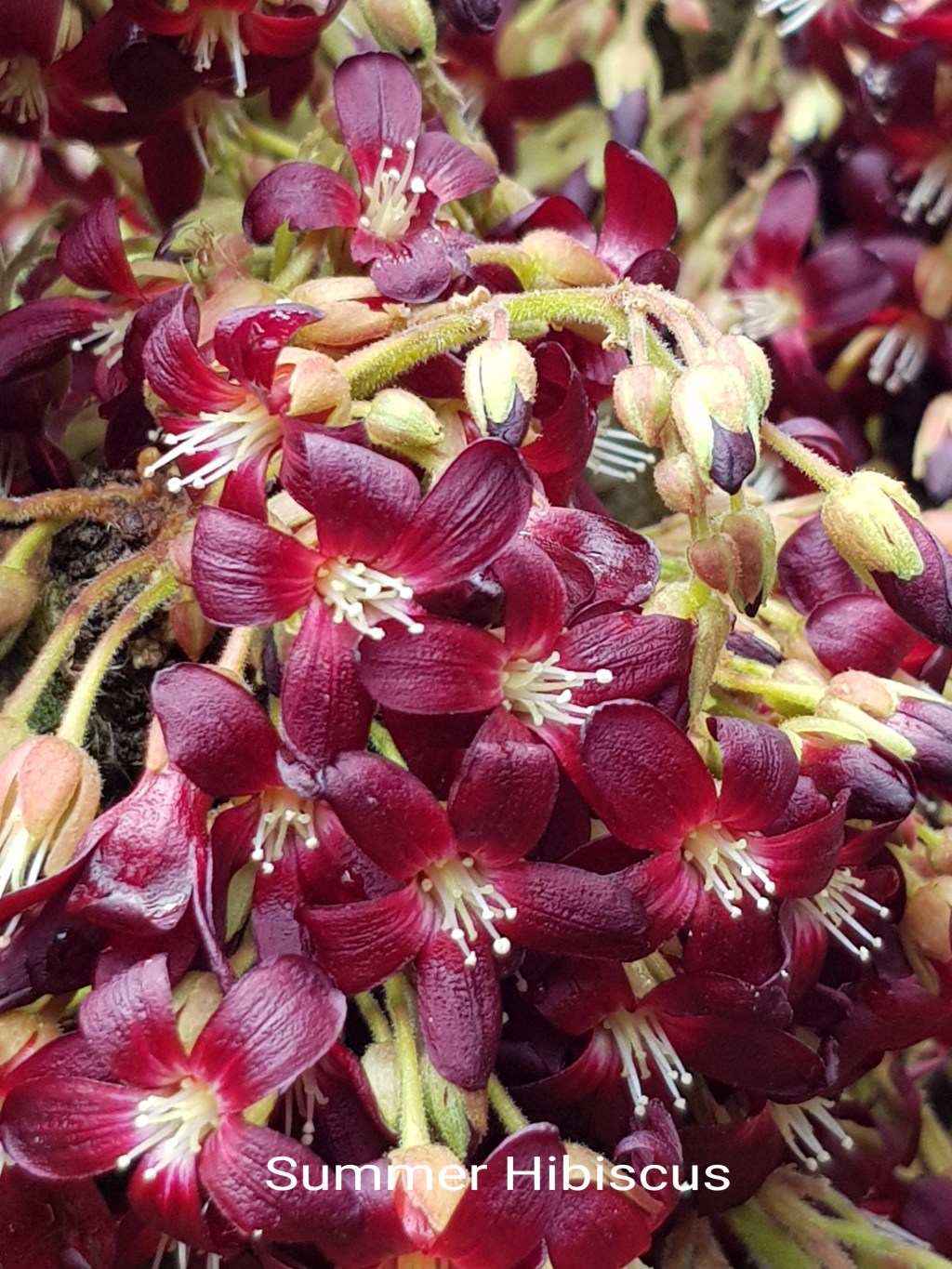 Averrhoa bilimbi PICKLE FRUIT TREE | SUMMER HIBISCUS
