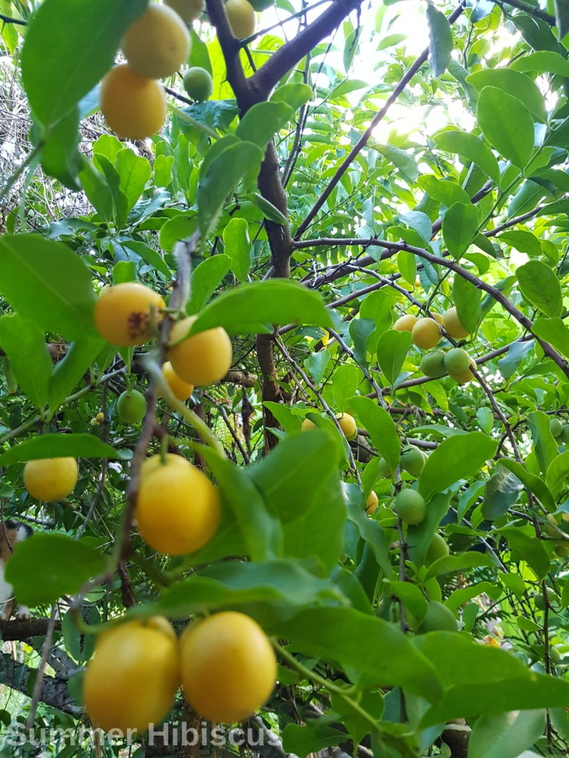 Api’ot PLUM FRUIT TREE | SUMMER HIBISCUS