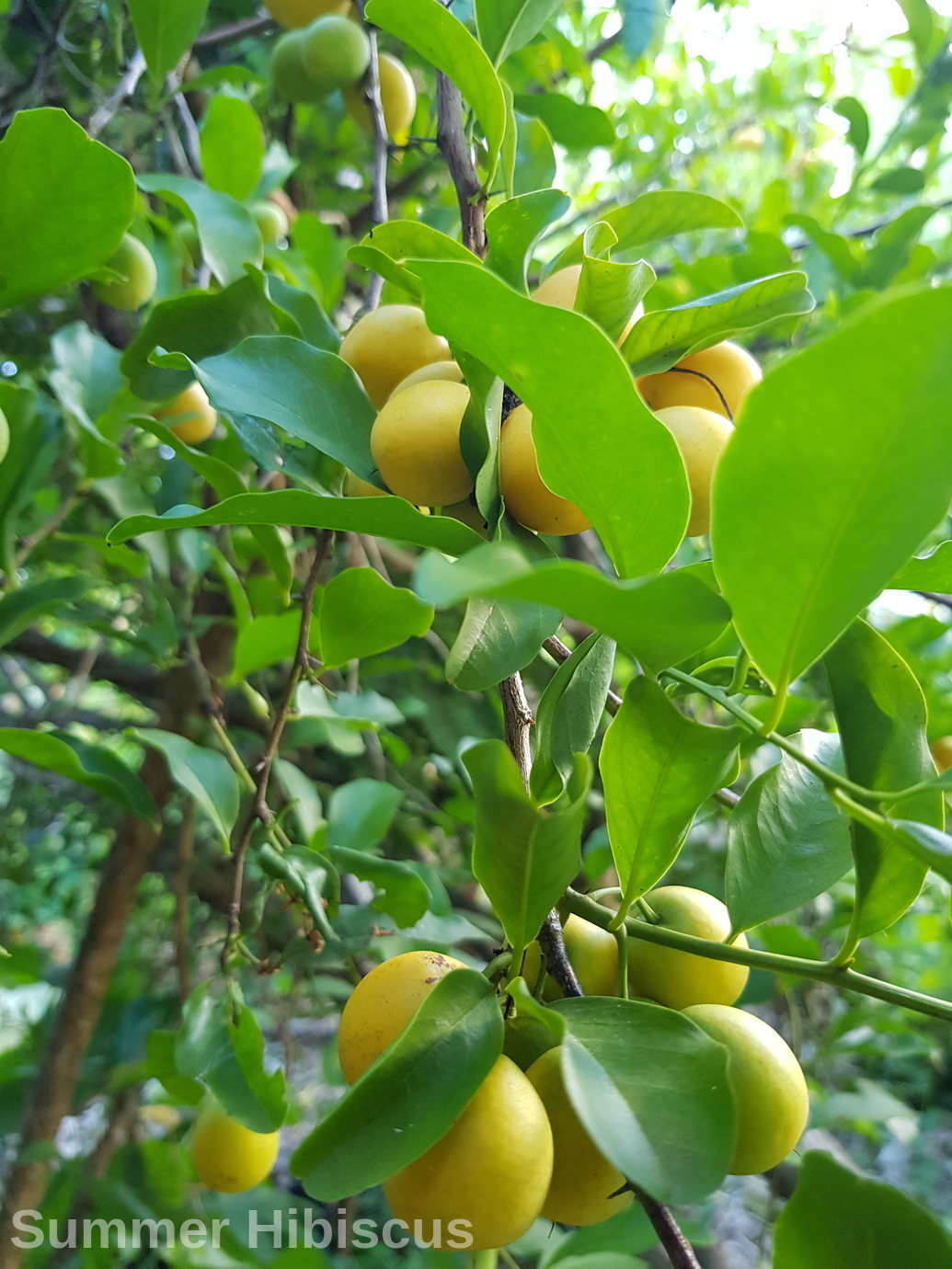Api’ot PLUM FRUIT TREE | SUMMER HIBISCUS