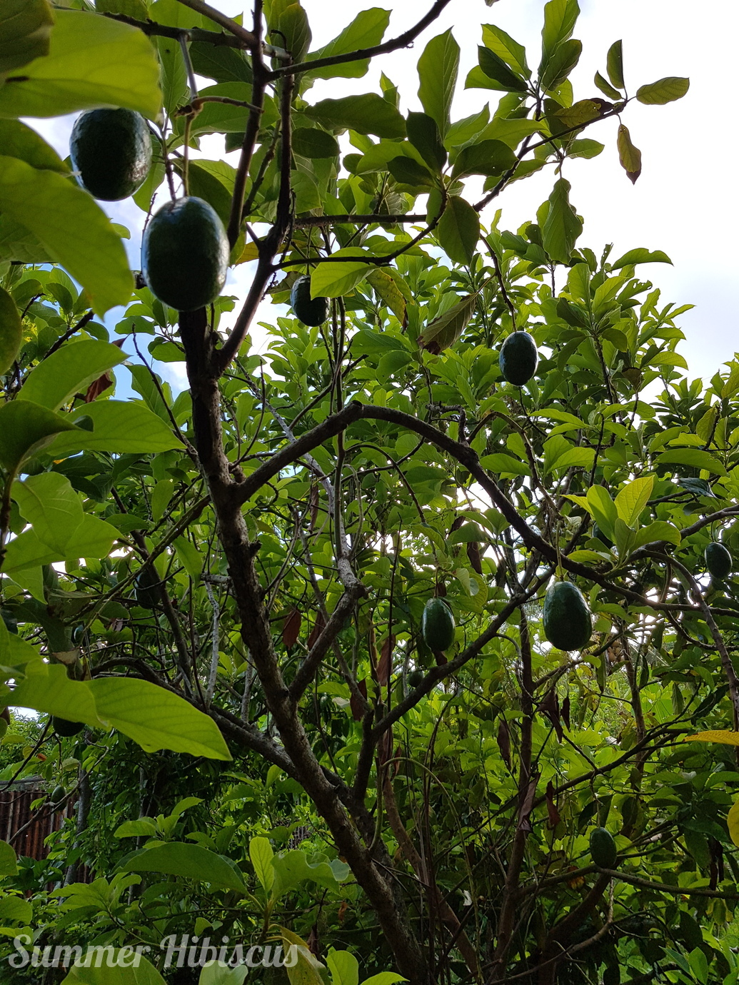 Persea americana AVOCADO FRUIT TREE | SUMMER HIBISCUS