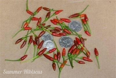 DONNE SALI RED HOT CHILI PEPPER | SUMMER HIBISCUS