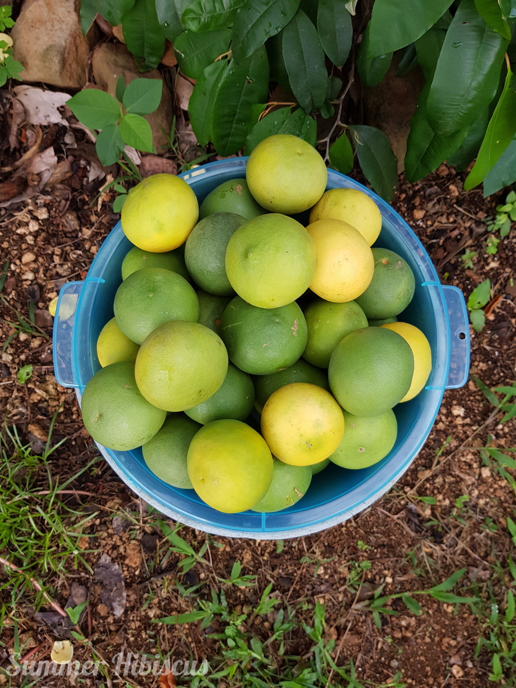 CITRUS LEMON CHEENA FRUIT TREE | SUMMER HIBISCUS